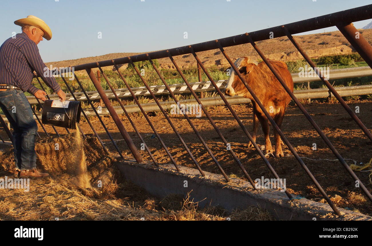 May 16, 2012 - Riverside, NV, U.S - Cliven Bundy feeds his cattle early ...