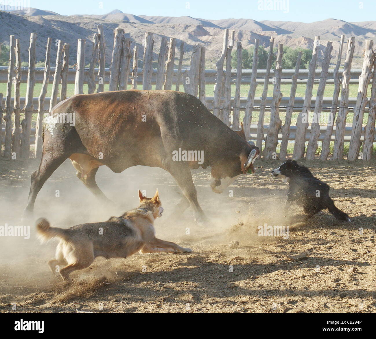 May 16, 2012 - Riverside, NV, U.S - Ranch dogs keep the cattle in line ...
