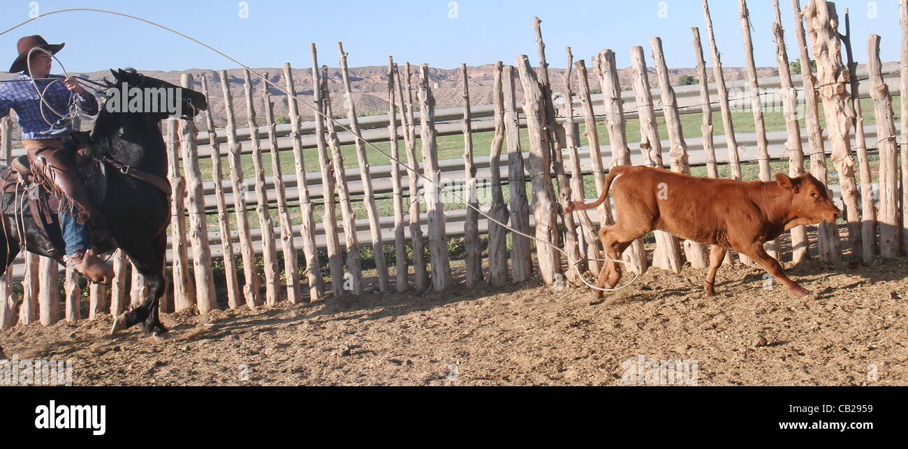 May 16, 2012 - Riverside, NV, U.S - Arden Bundy, 14, heels a calf ...