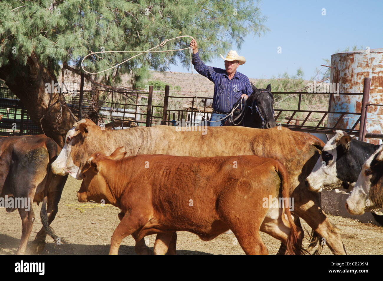 May 16, 2012 - Riverside, NV, U.S - Cliven Bundy ropes calves prior to ...