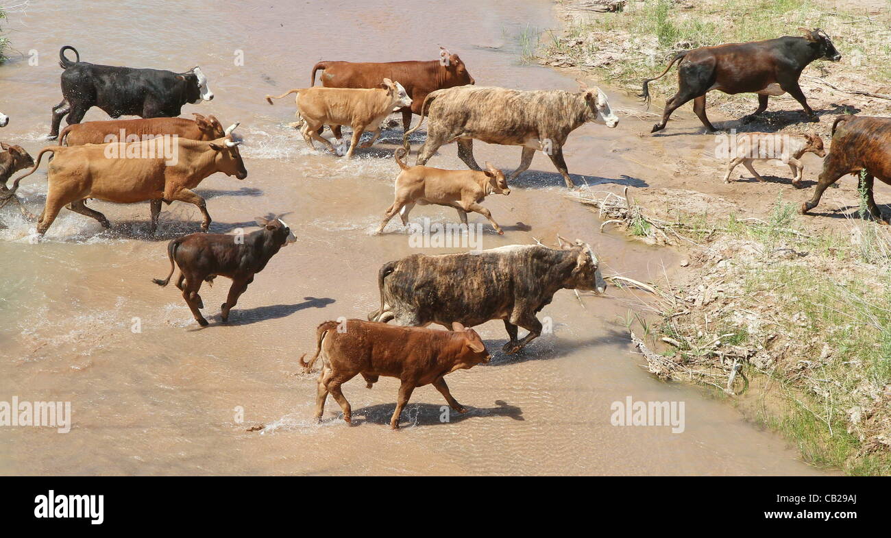 May 16, 2012 - Riverside, NV, U.S - Cows and their calves cross the ...