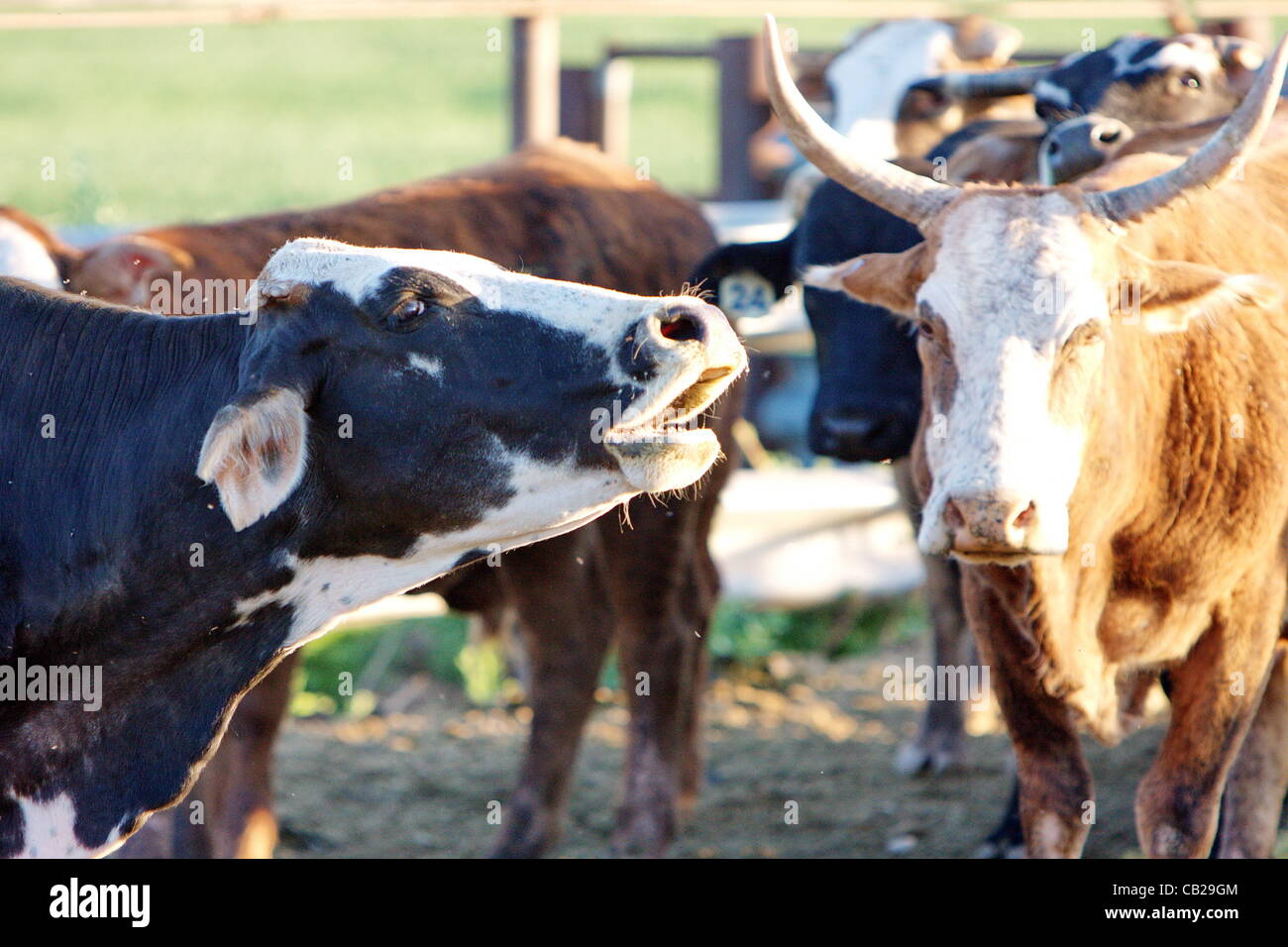 May 16, 2012 - Riverside, NV, U.S - Cattle await breakfast at the VO ...