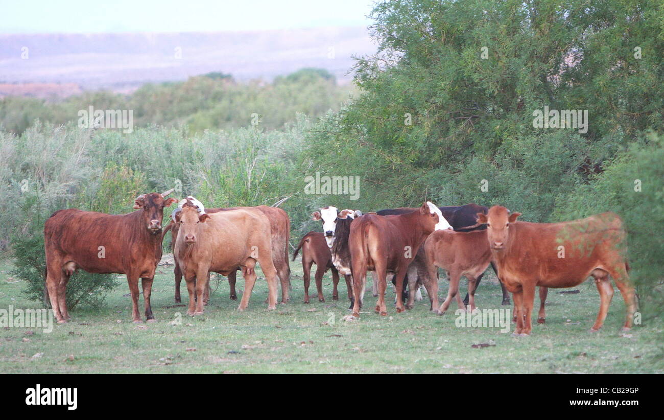 May 16, 2012 - Riverside, NV, U.S - Cow and calves at the VO Ranch ...