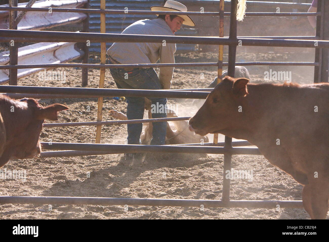 May 16, 2012 - Riverside, NV, U.S - LeRoy Toombs, 14, drags out a calf ...