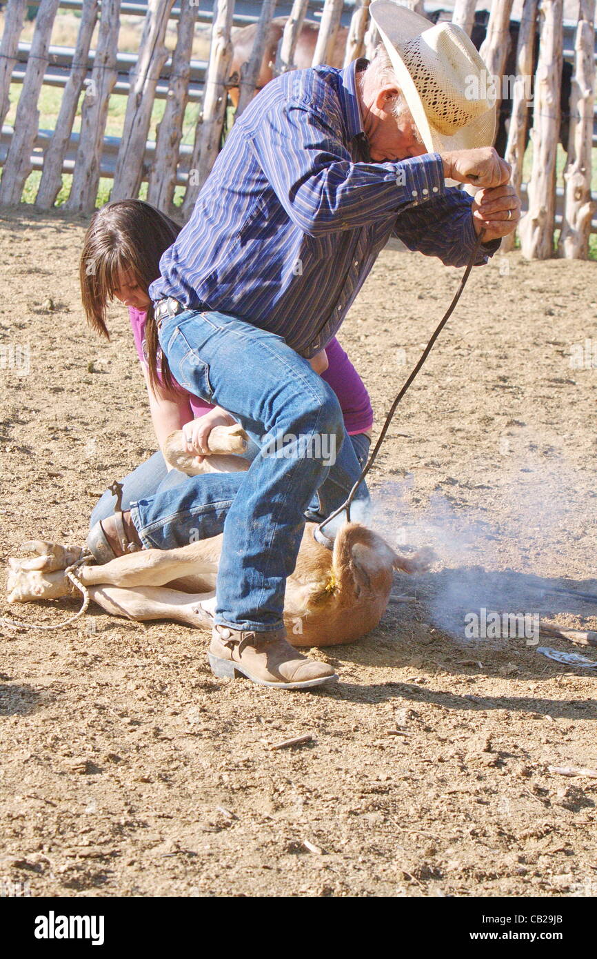 May 16, 2012 - Riverside, NV, U.S - Cliven Bundy brands a calf with ...