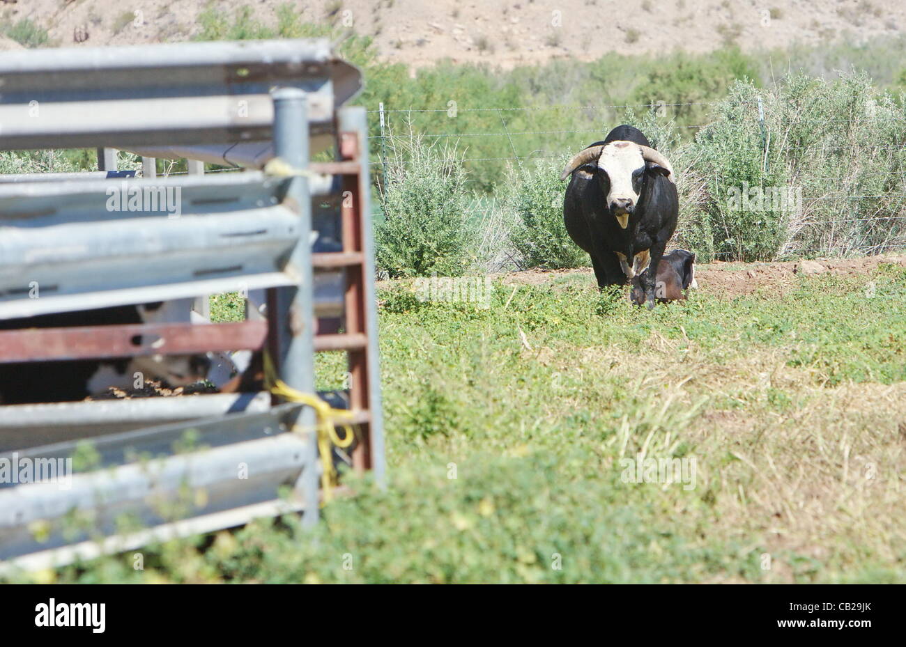 May 16, 2012 - Riverside, NV, U.S - A bull and his calf enjoy the lush ...