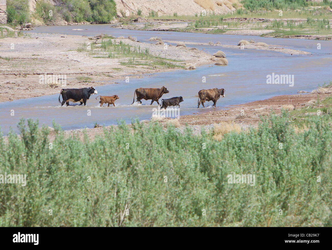 May 16, 2012 - Riverside, NV, U.S - Cows and their calves forge the ...
