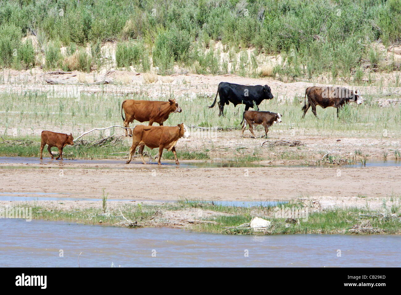 May 16, 2012 - Riverside, NV, U.S - Cattle run along the Virgin River ...