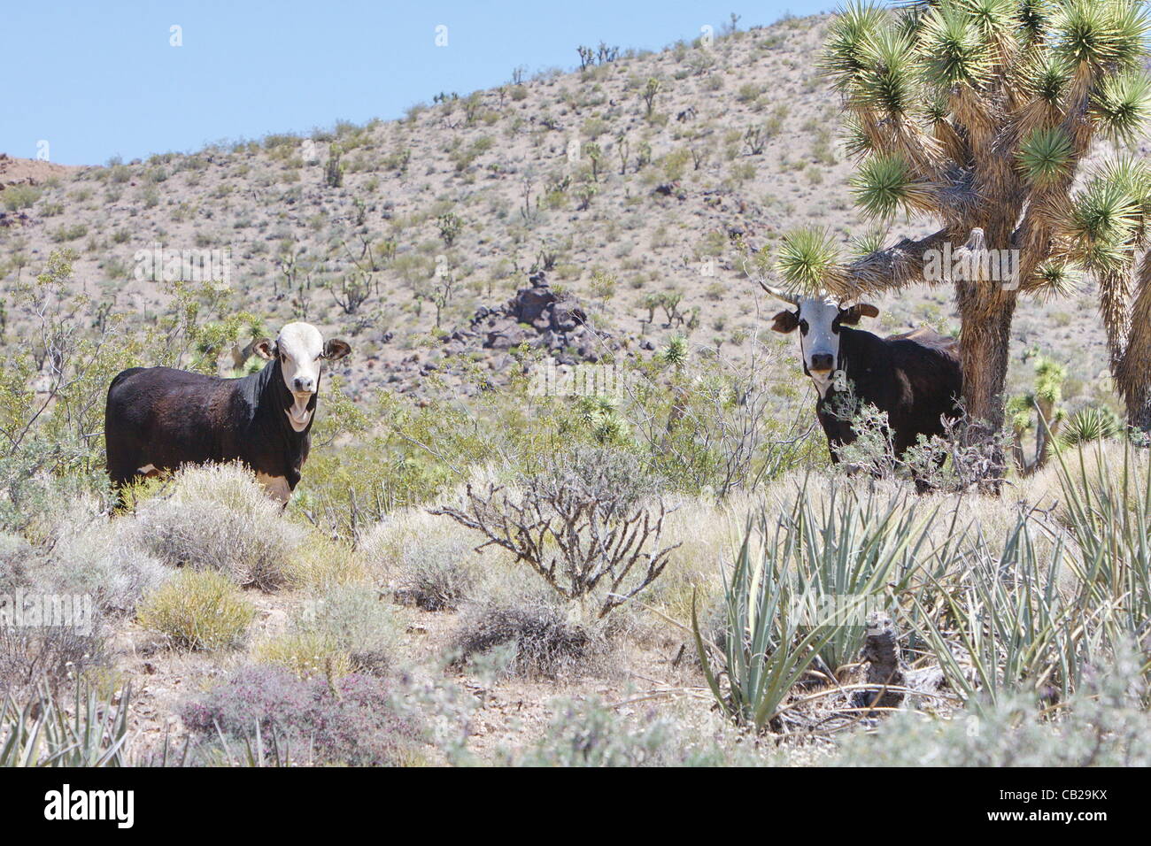May 16, 2012 - Riverside, NV, U.S - A calf and his dad relax at the VO ...