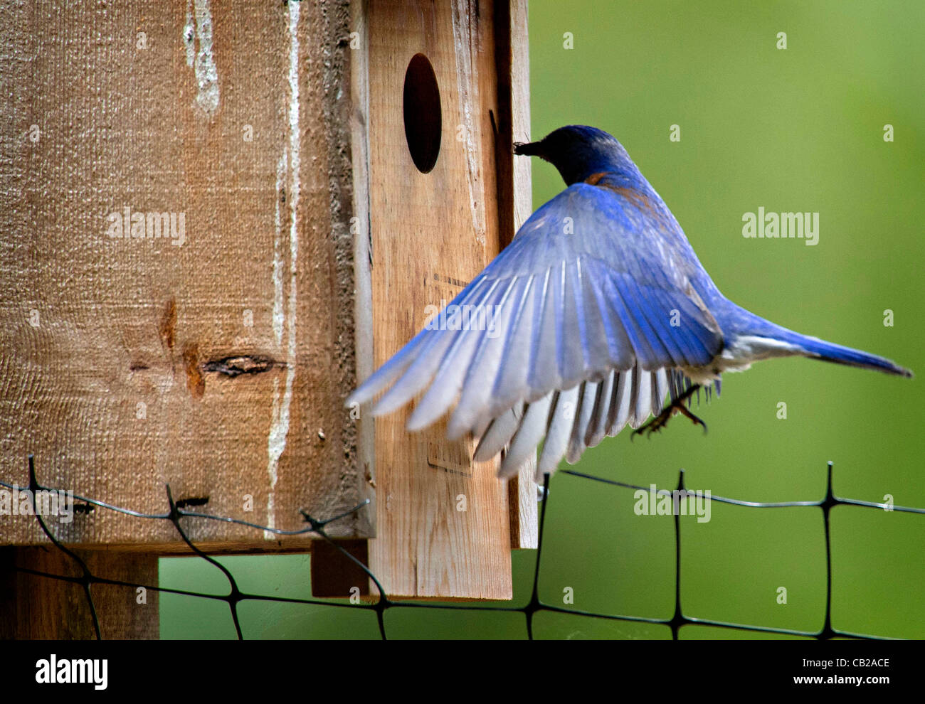 May 23, 2012 - Roseburg, Oregon, U.S - A colorful male western bluebird ...