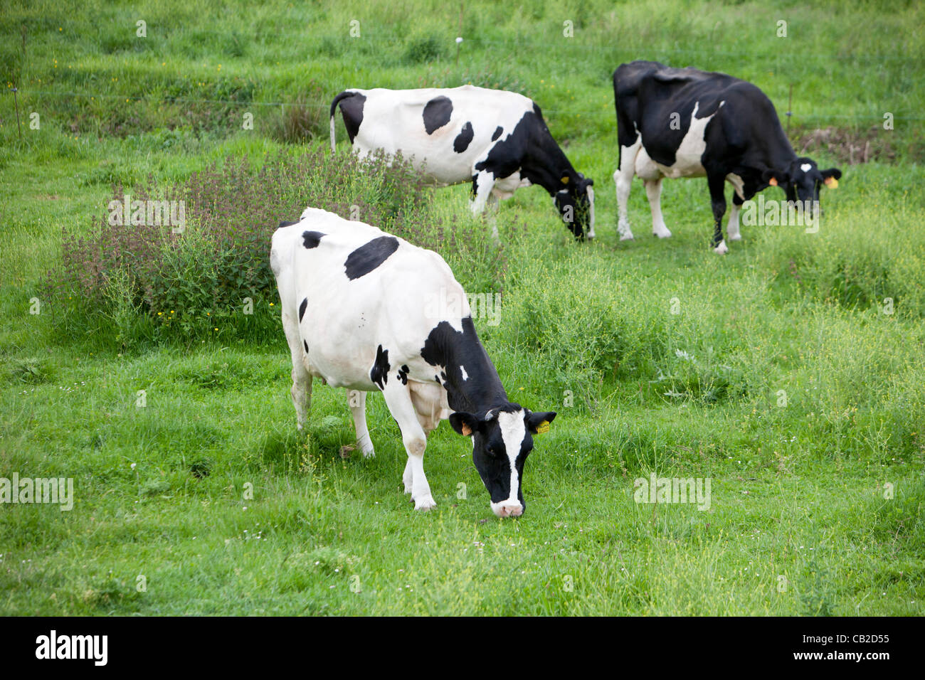 dairy cows grazing in the field Stock Photo - Alamy