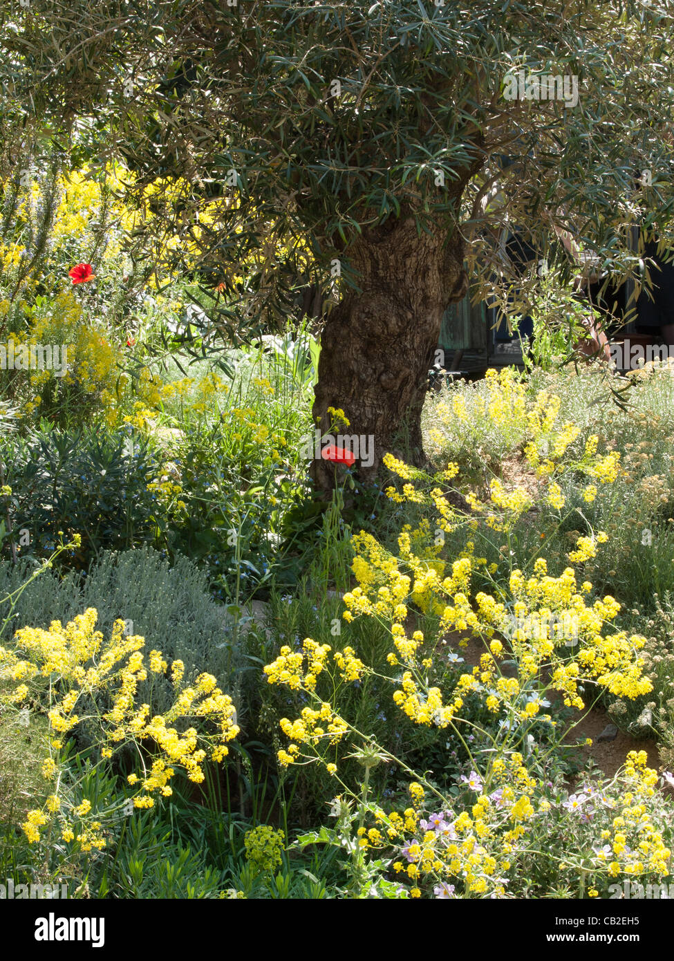 The L'Occitane Immortelle Garden Designed by Peter Dowle - Gold Medal ...