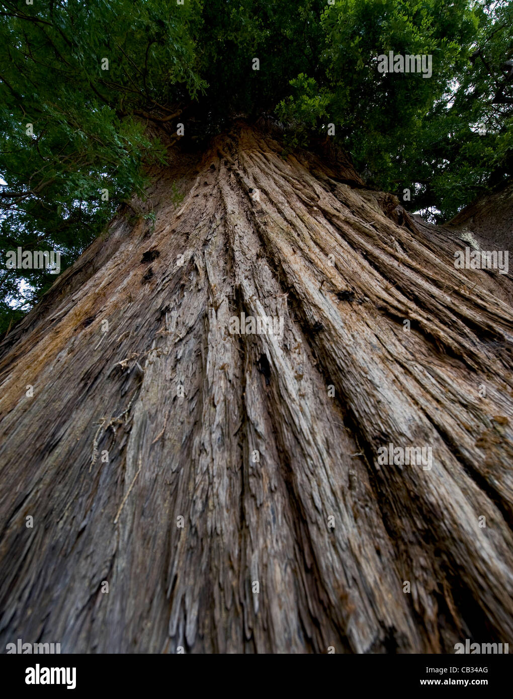 May 27, 2012 - Garberville, CA, USA - Looking up into the canopy of the ...