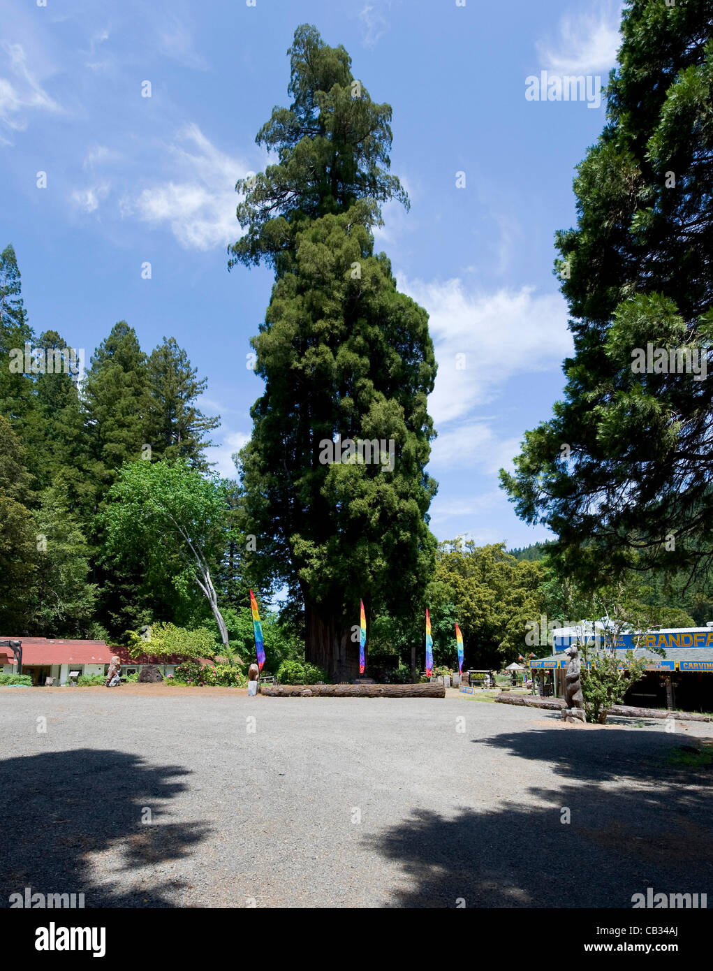 800 year old tree hi-res stock photography and images - Alamy
