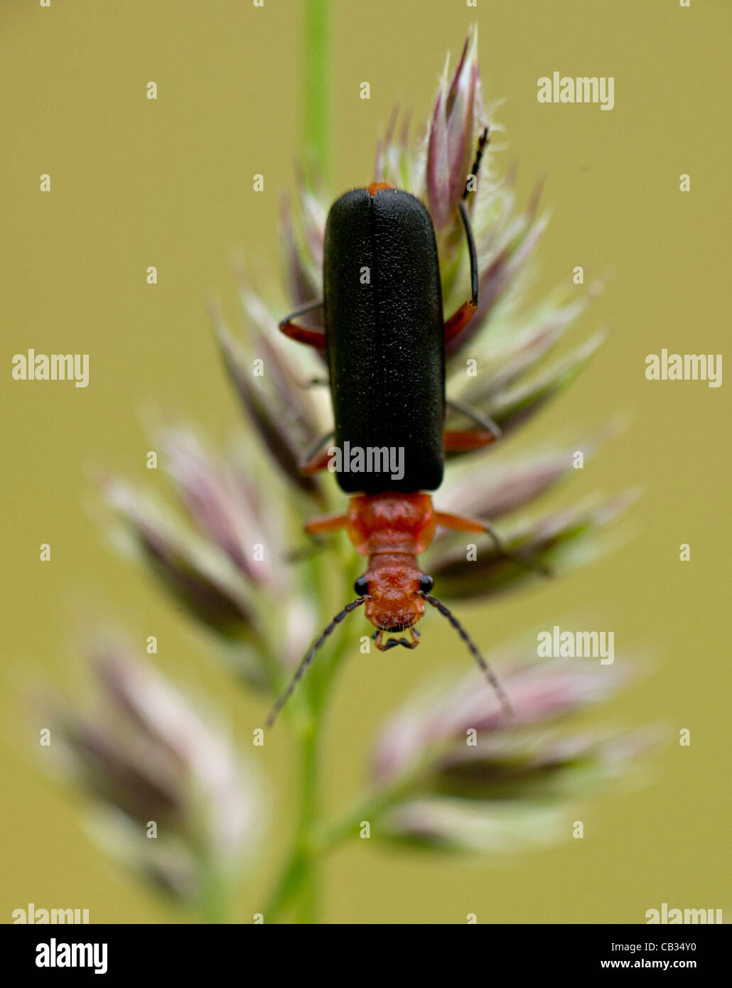 Soft bodied insects hi-res stock photography and images - Alamy