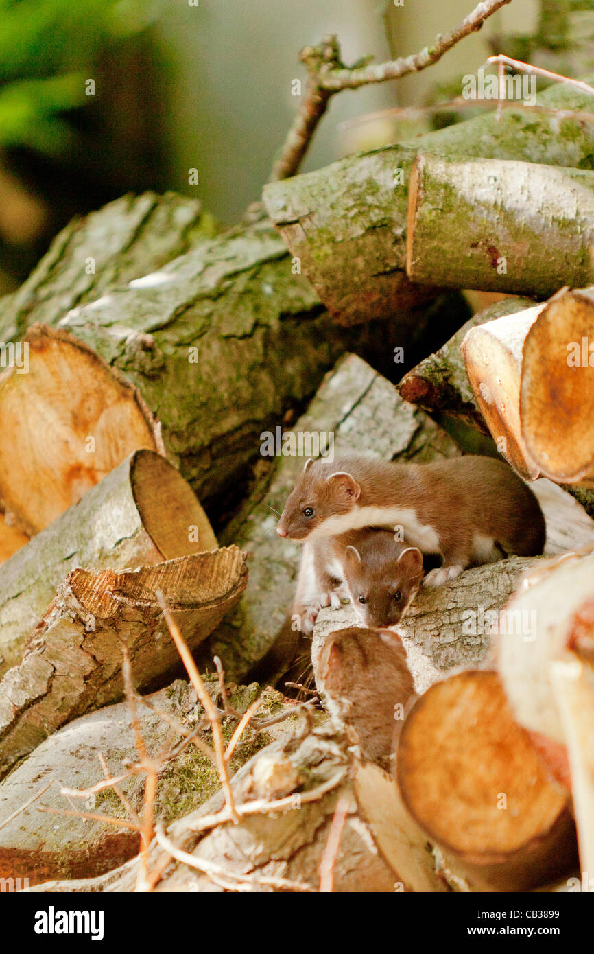 27th May 2012. Young Stoat family living in a log pile emerges to ...