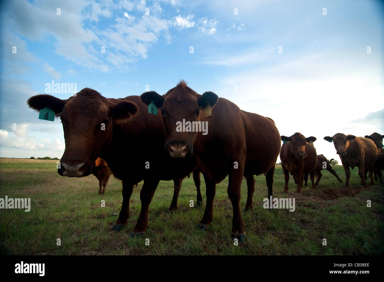 May 11, 2012 - Tolar, Texas, USA - May 13, 2012. Tolar, Tx. USA. A herd ...