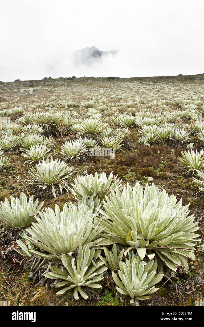 Frailejon merida venezuela hi-res stock photography and images - Alamy