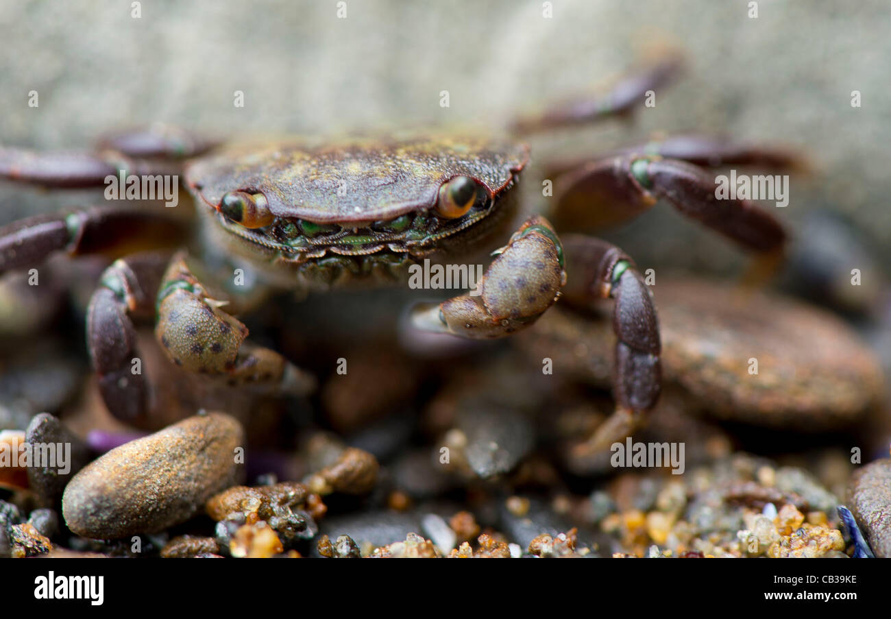 Purple shore crabs hi-res stock photography and images - Alamy