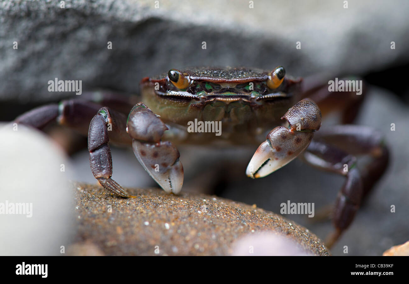 Purple shore crabs hi-res stock photography and images - Alamy