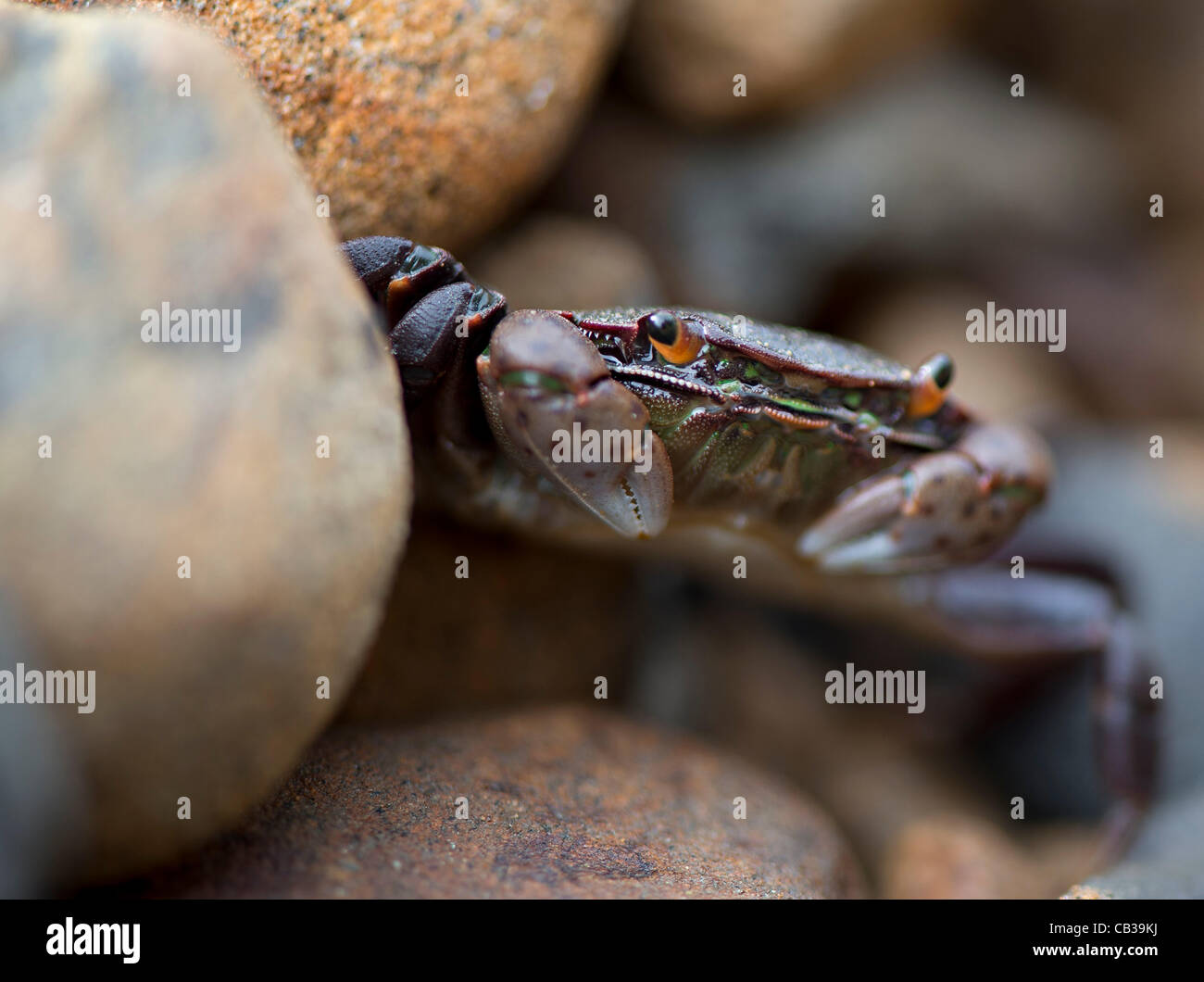 Purple shore crabs hi-res stock photography and images - Alamy