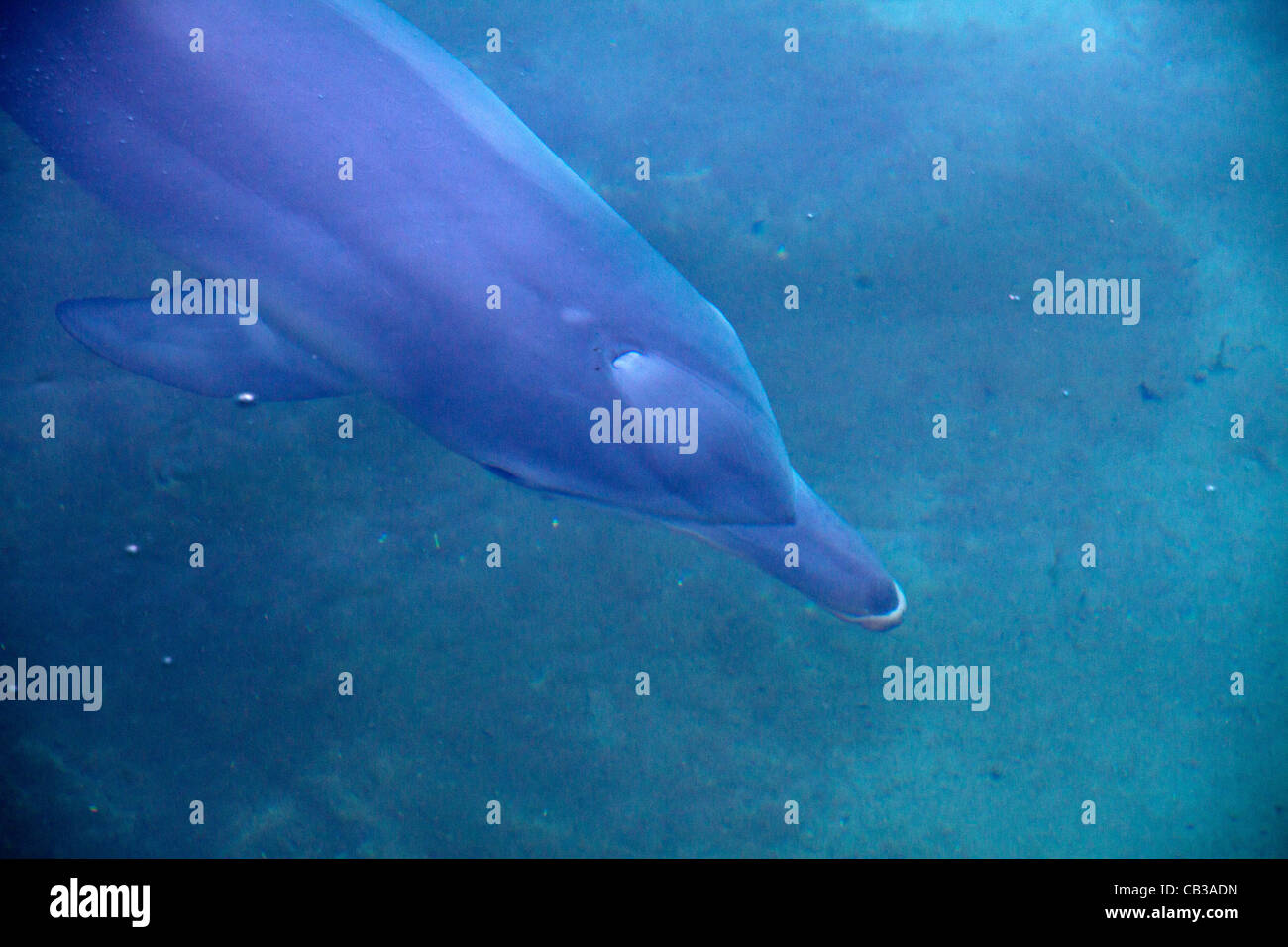 Dolphin swimming in shallow water in Queensland Australia Stock Photo ...