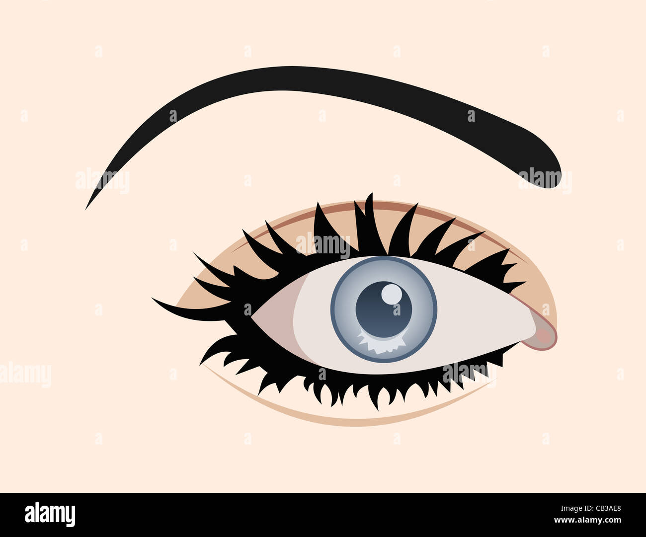 Illustration close up female eye isolated - vector Stock Photo - Alamy