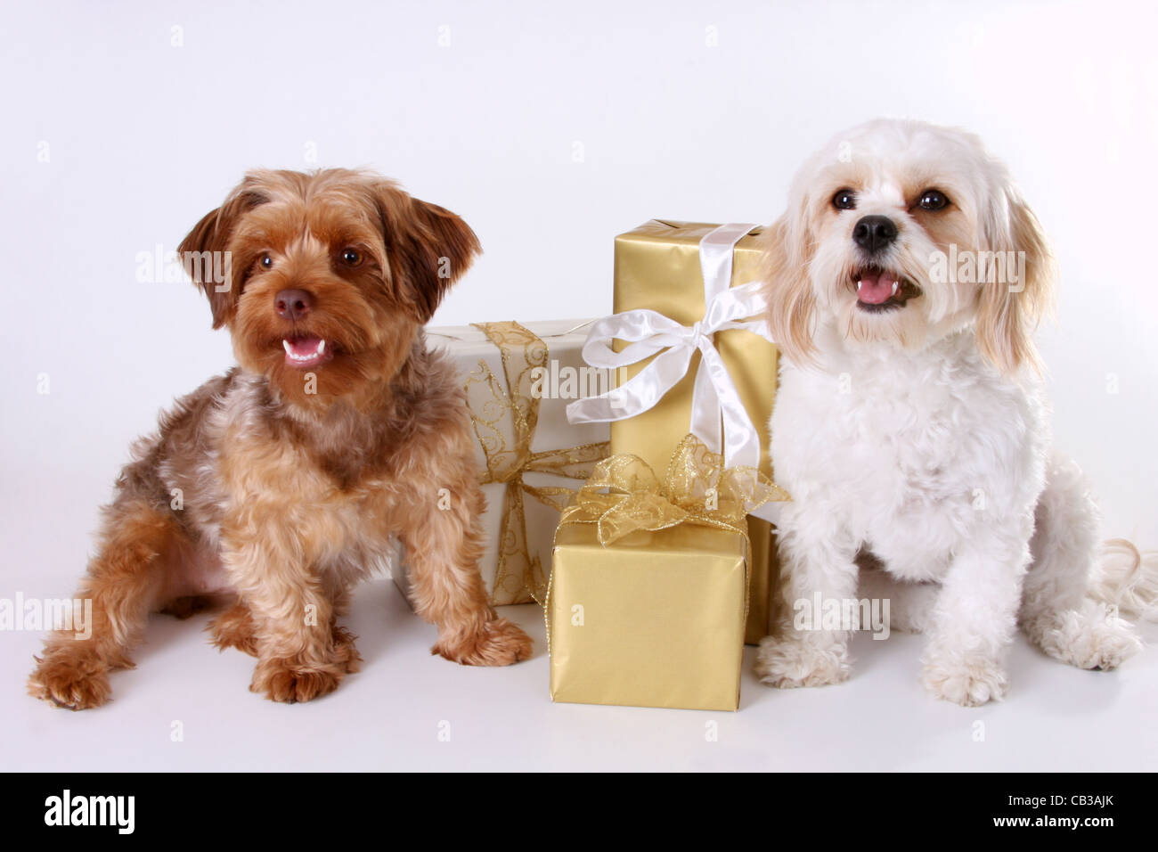 A Cavalier King Charles Spaniel and a Yorkshire Terrier Poodle ...