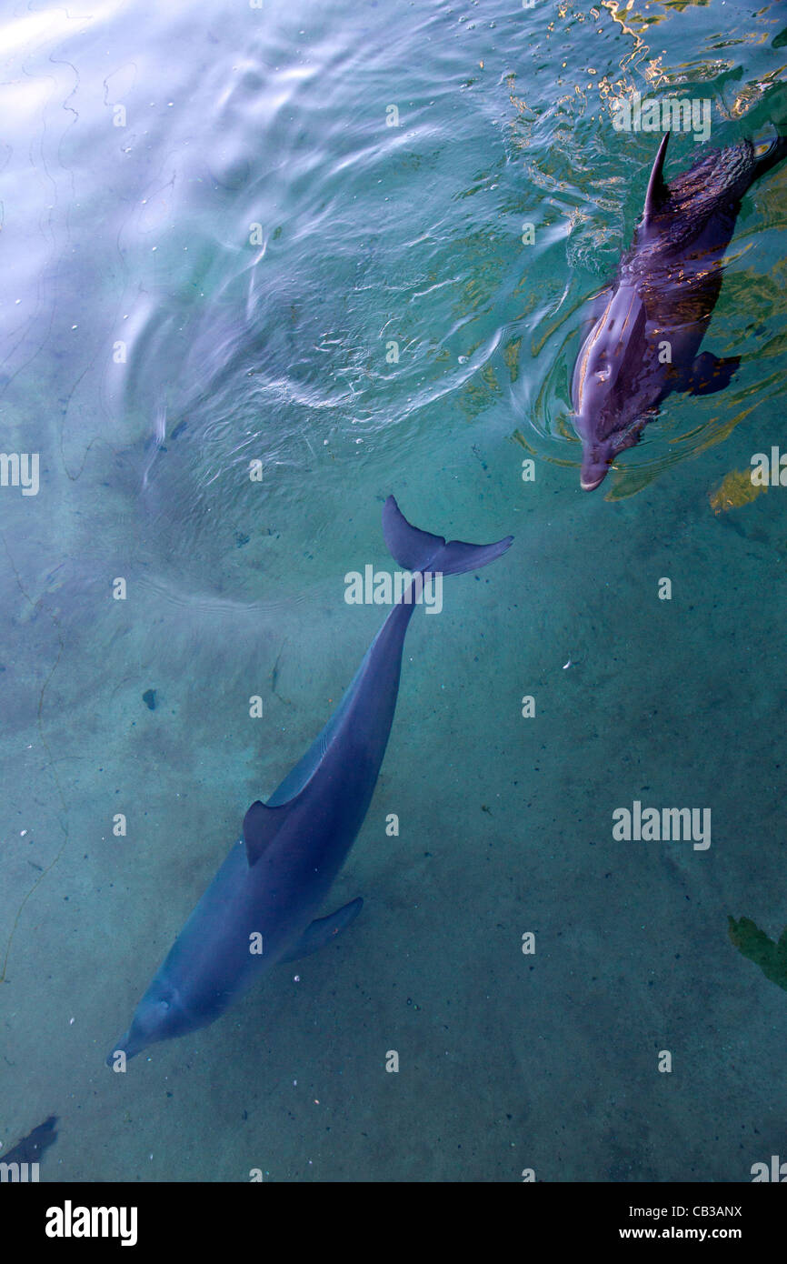 Two dolphins swimming in shallow water in Queensland Australia Stock ...
