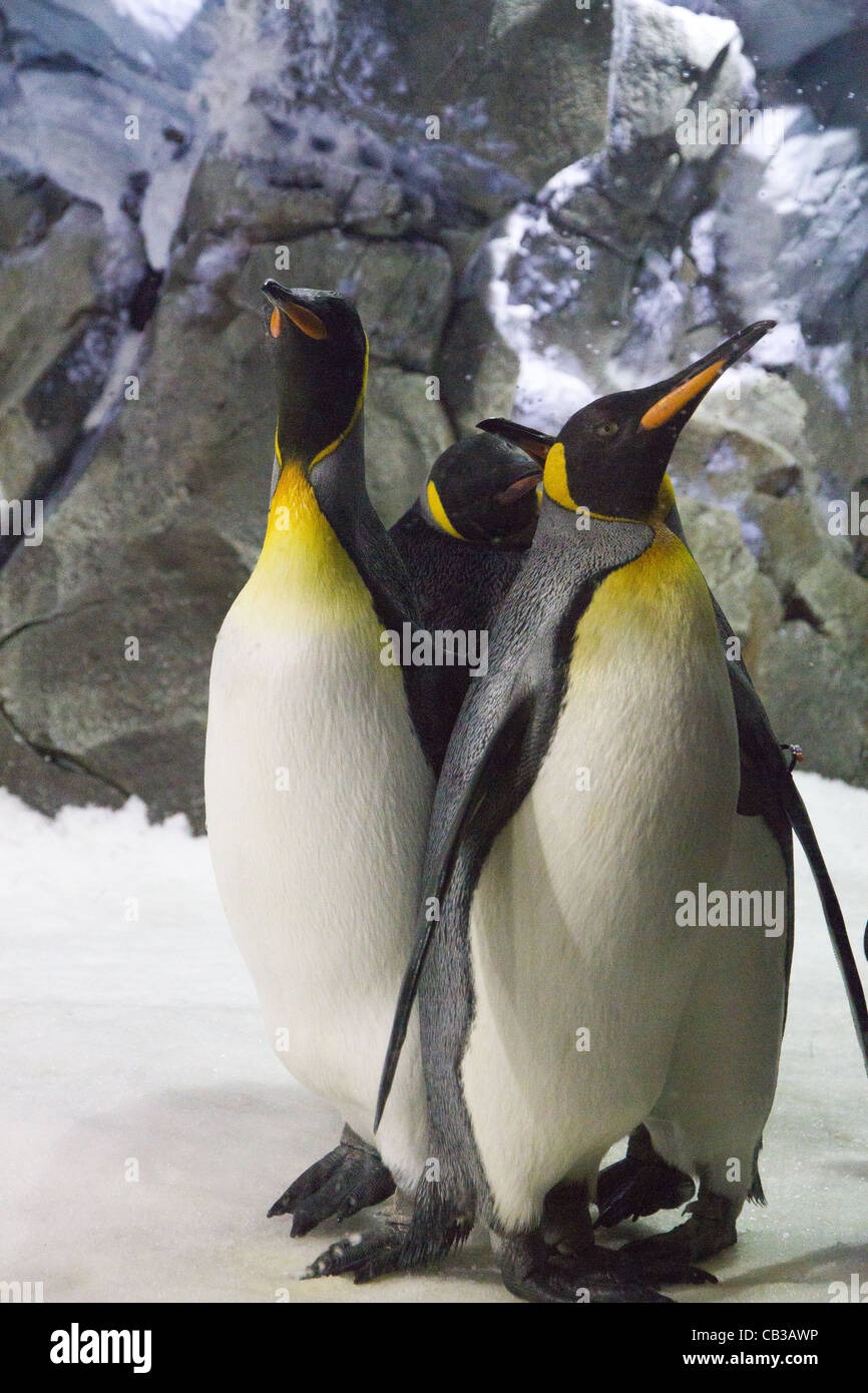 Three penguins hi-res stock photography and images - Alamy