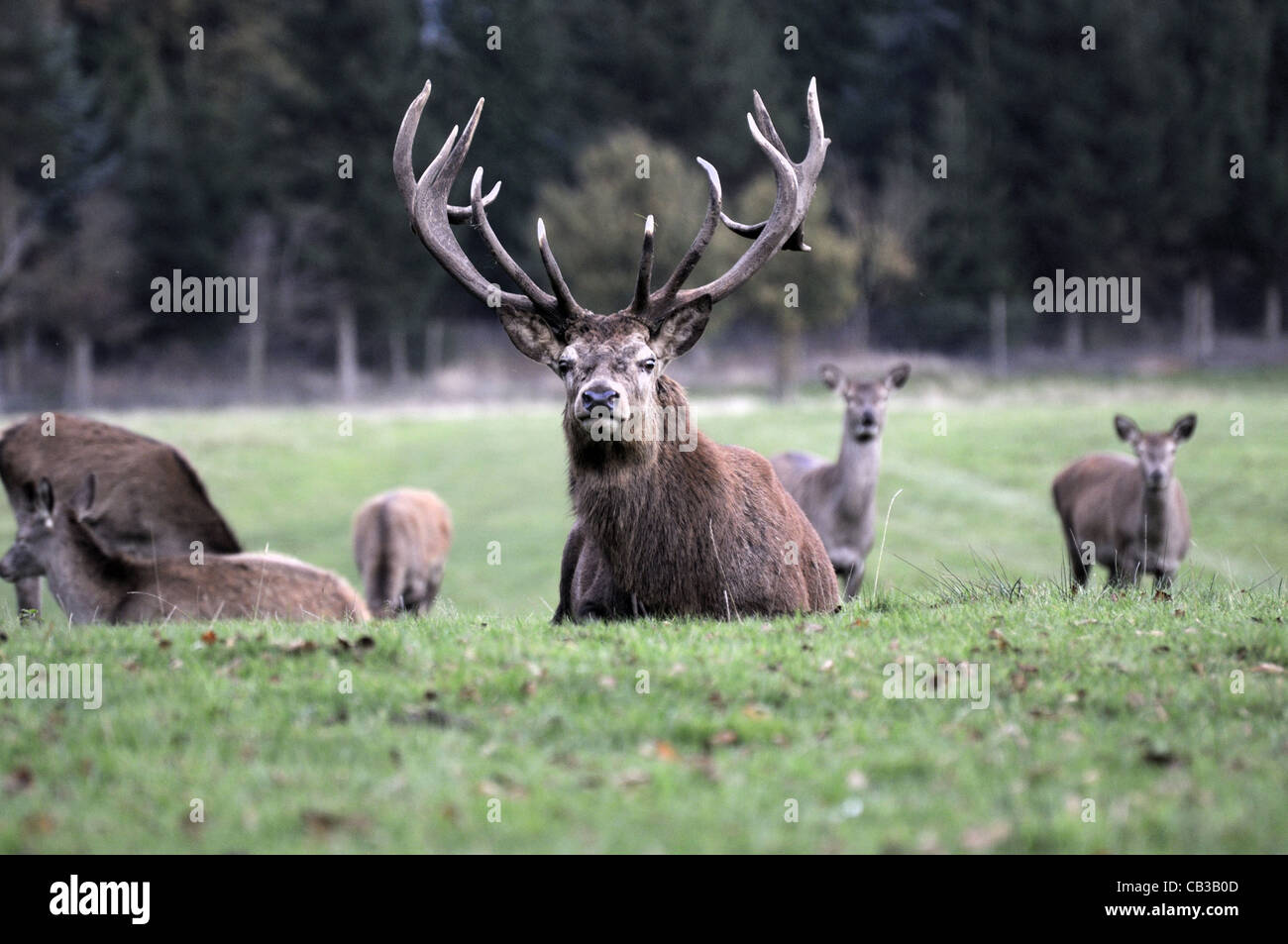 Tatton park deer hi-res stock photography and images - Alamy