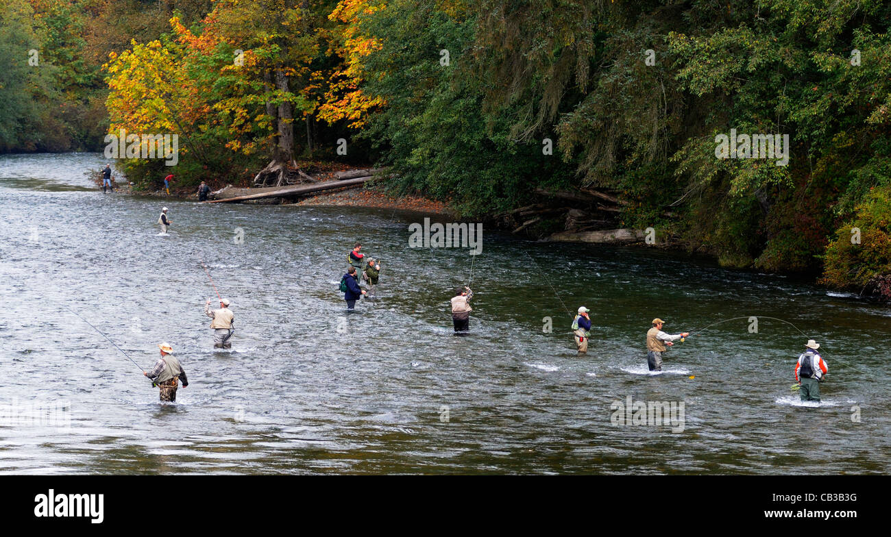 A group of fishermen fishing for salmon on the Puntledge River in ...