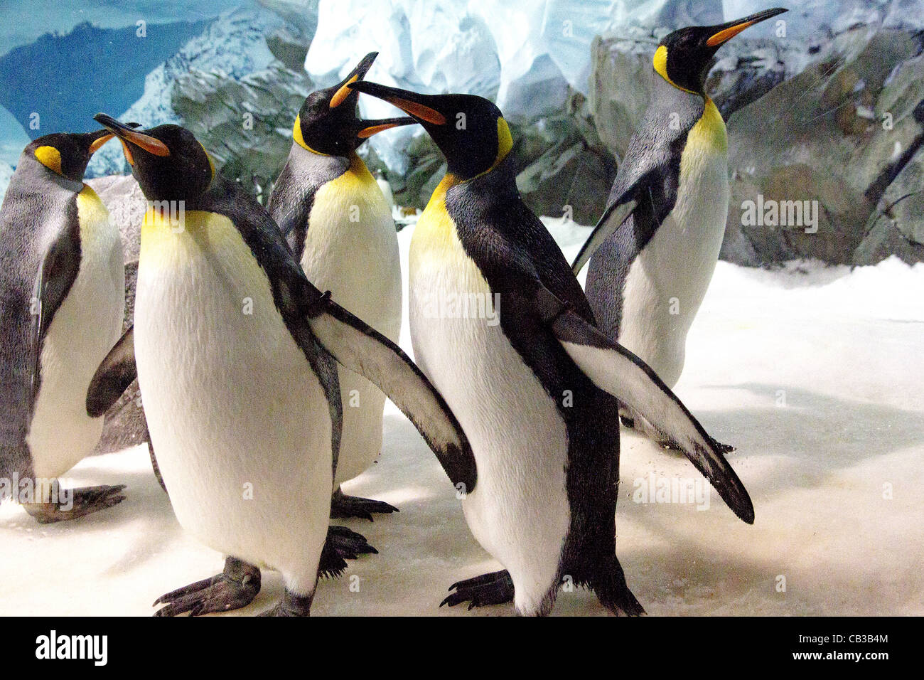 Emperor Penguins (Aptenodytes forsteri Stock Photo - Alamy
