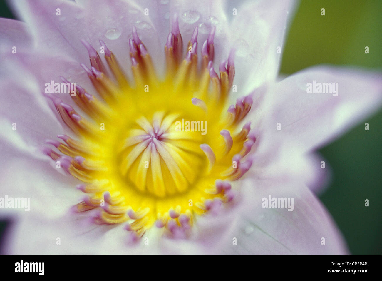 Closed-ups of lotus Stock Photo - Alamy