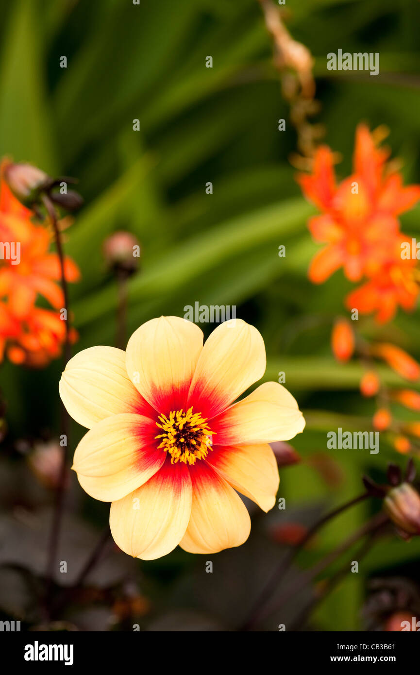 Dahlia ‘Moonfire’ AGM in flower Stock Photo - Alamy