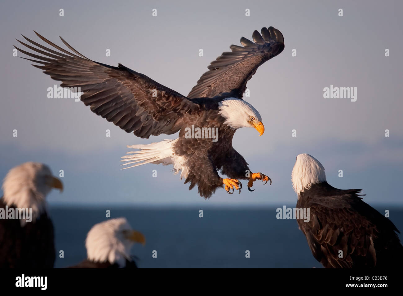 Bald eagle in flight Stock Photo - Alamy