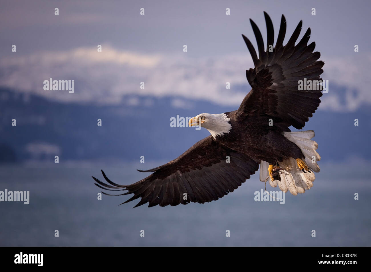 Bald eagles alaska homer hi-res stock photography and images - Alamy