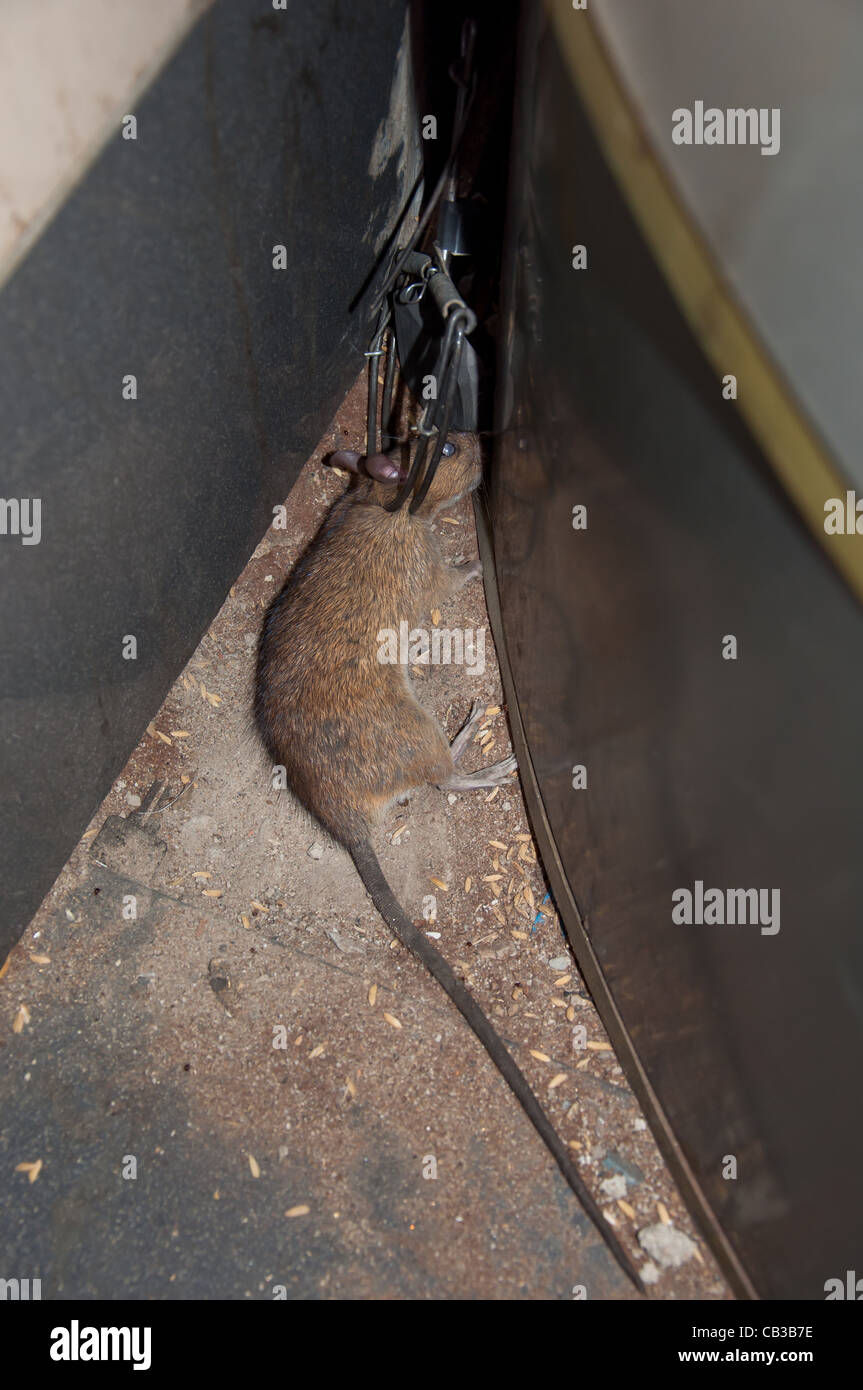 Reflection of Death Stock Photo - Alamy