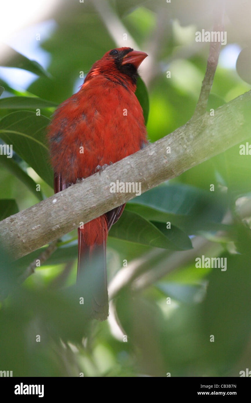 Northern florida birds hi-res stock photography and images - Alamy