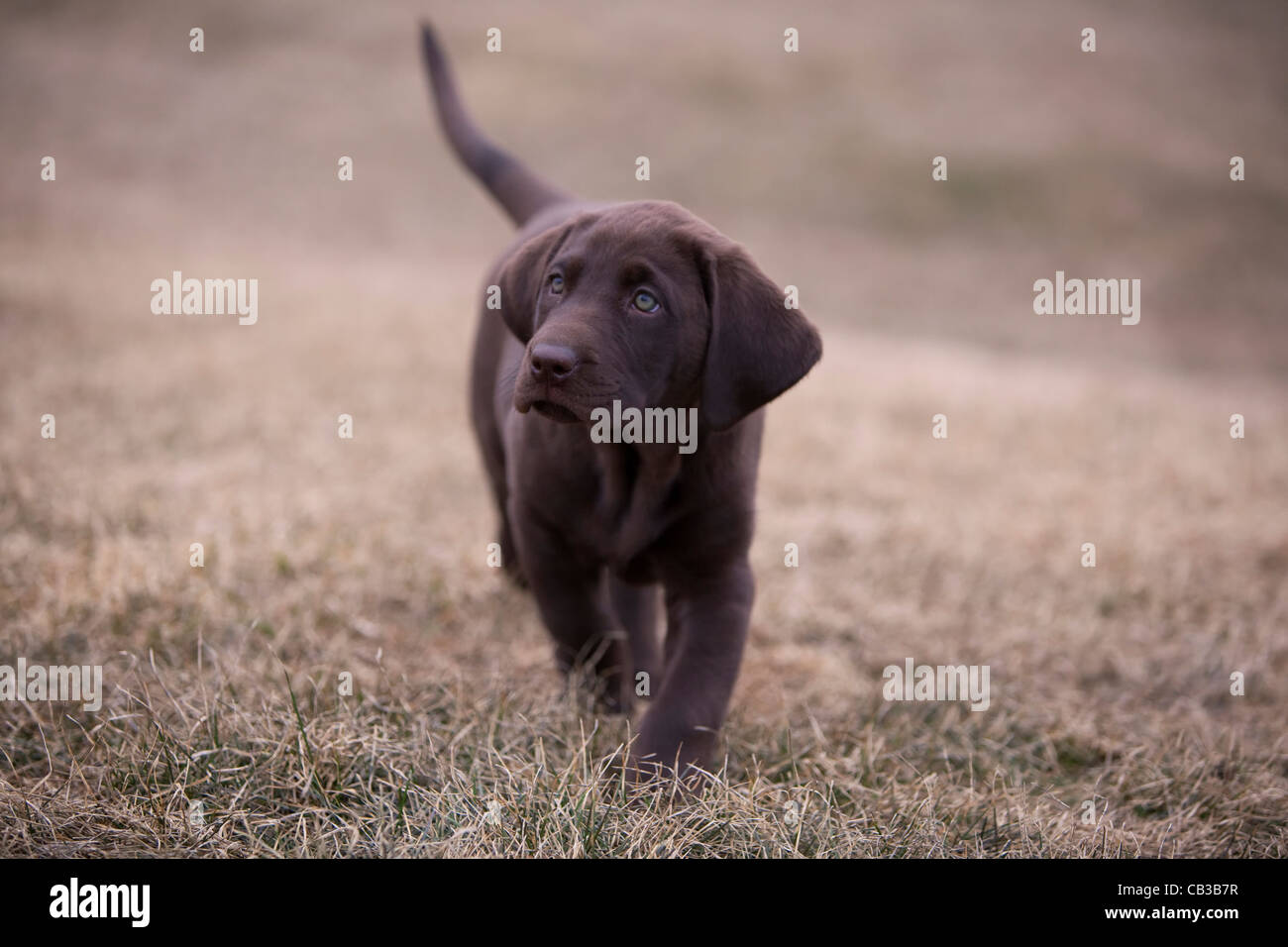 Labrador puppy chocolate lab hi-res stock photography and images - Alamy