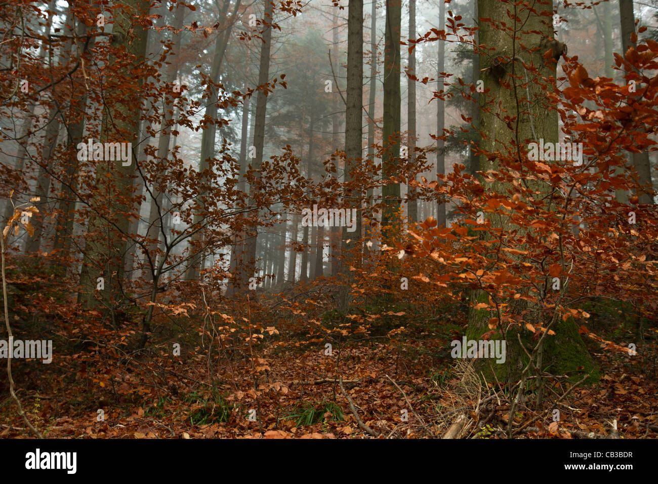 german forest with orange leaves in autumn Stock Photo - Alamy