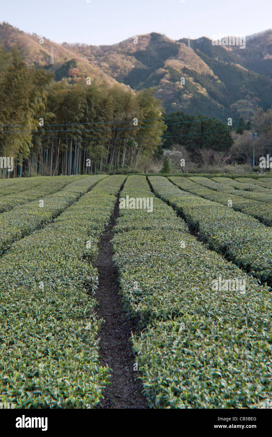 Stunning view of Japanese green tea growing at the foot of the ...