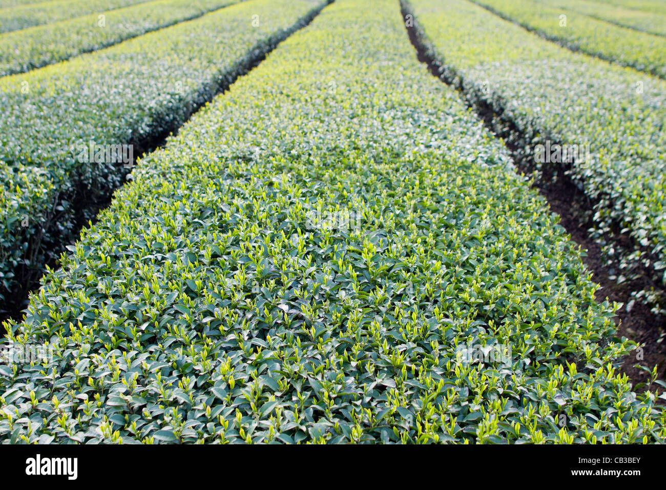 Gyokuro hi-res stock photography and images - Alamy
