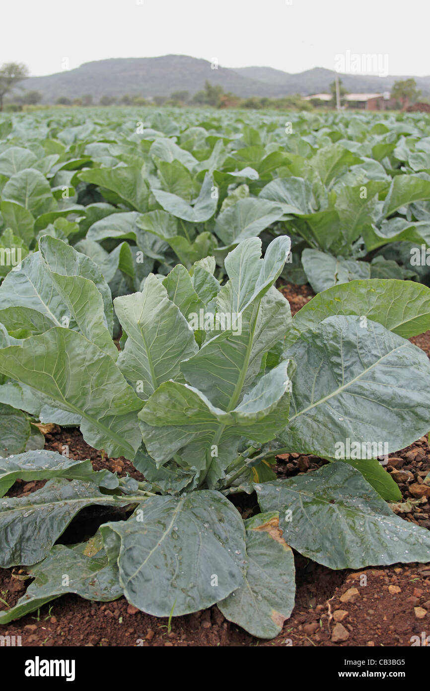 Cauliflower field, India Stock Photo - Alamy