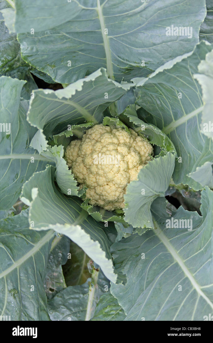 Cauliflower field, India Stock Photo - Alamy