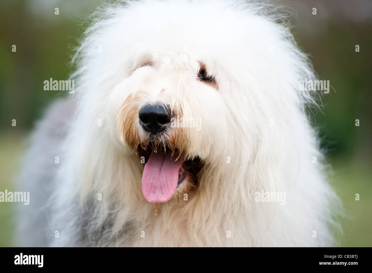 Old english sheepdog hi-res stock photography and images - Alamy