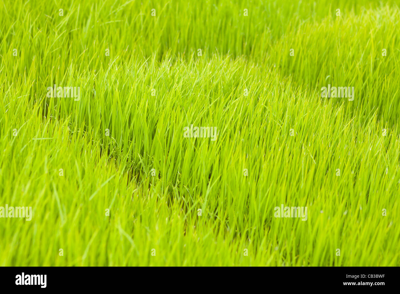 Planting rice seedlings in the Japanese rice paddies, Asia Stock Photo ...