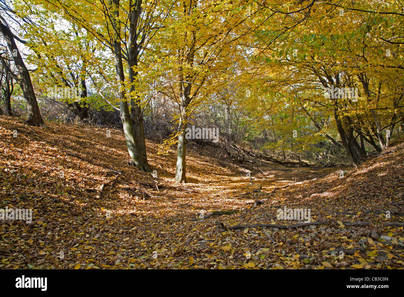forest valley in autumn Stock Photo - Alamy
