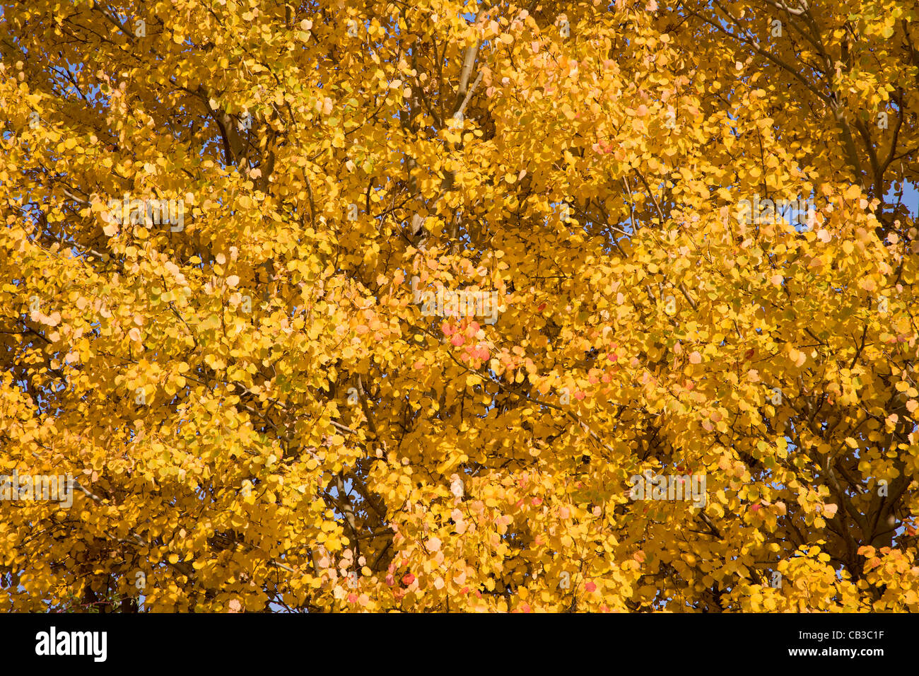 autumn - color of aspen crown Stock Photo - Alamy