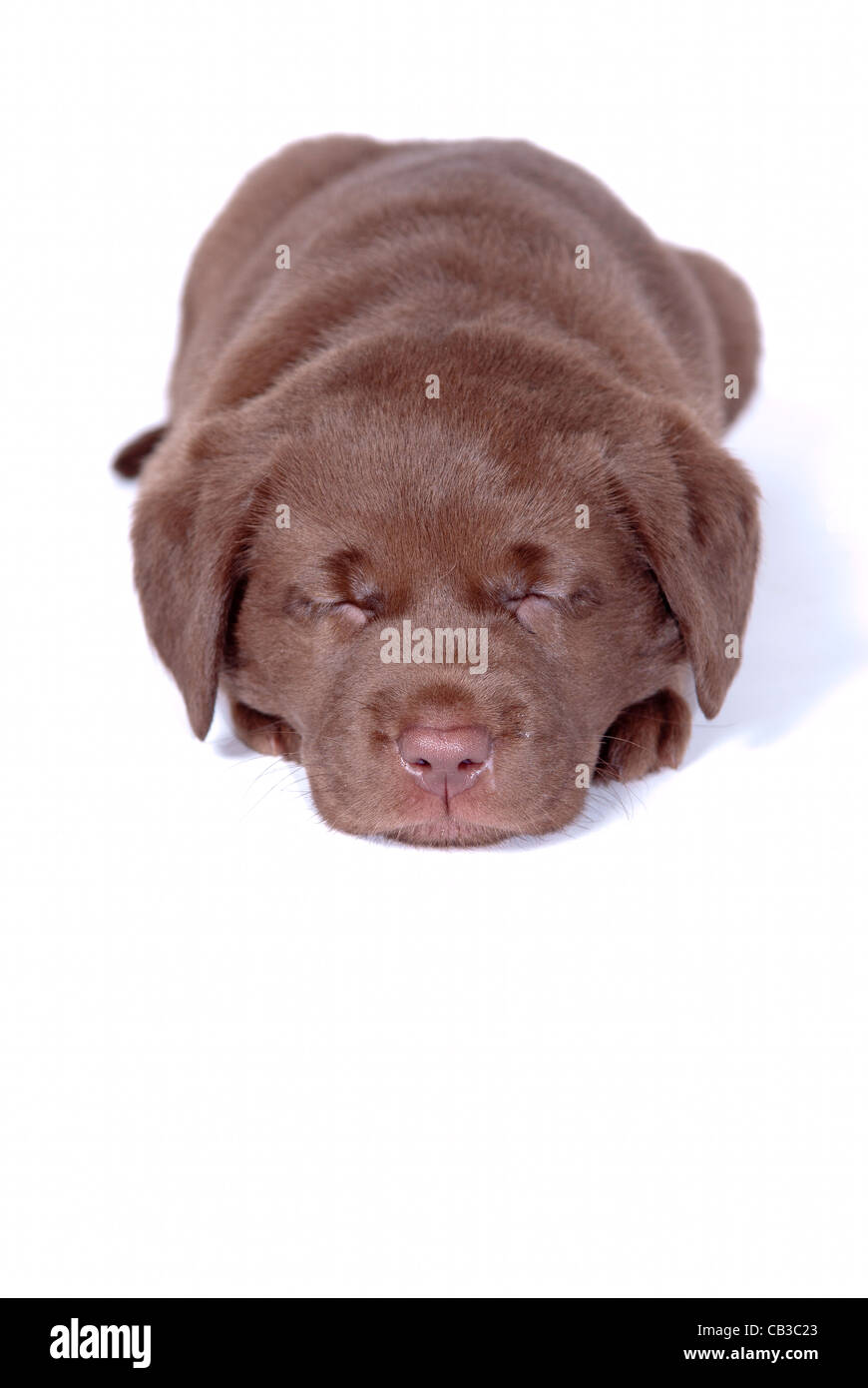 8 Week Old Labrador Puppy High Resolution Stock Photography and Images ...